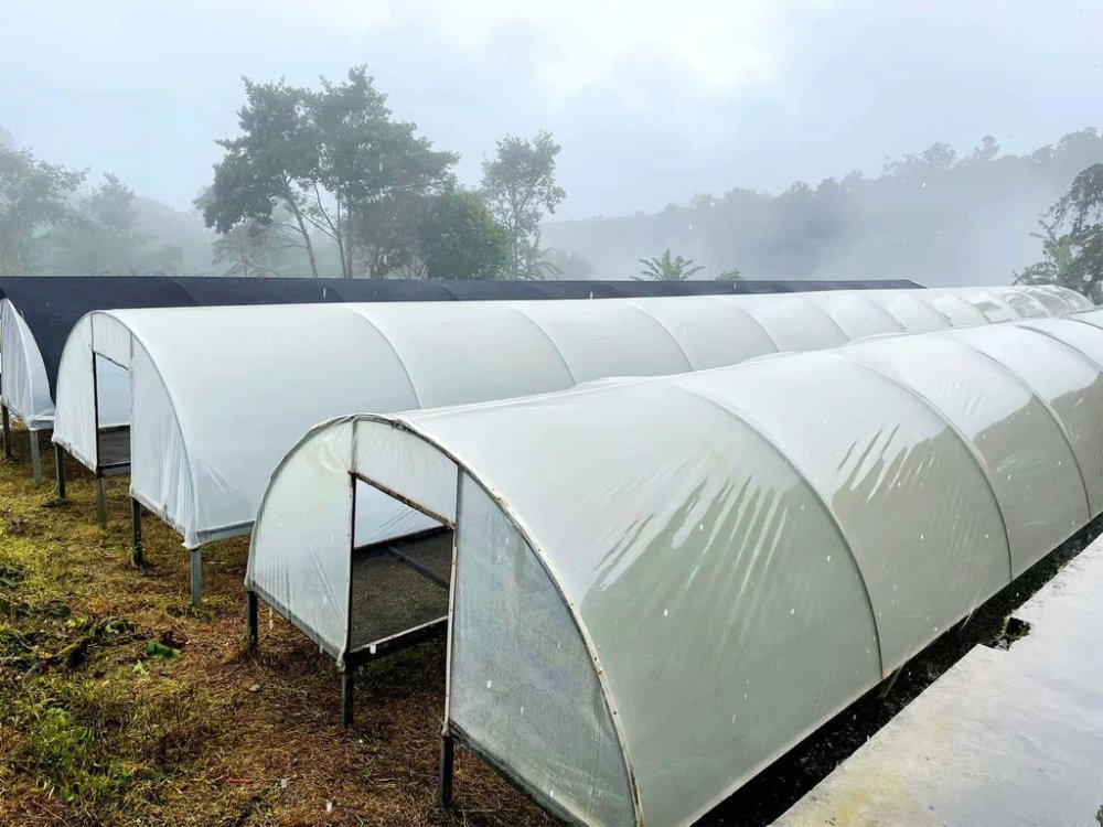 Geisha Coffee | Panama Finca La Cabra Natural | Filter