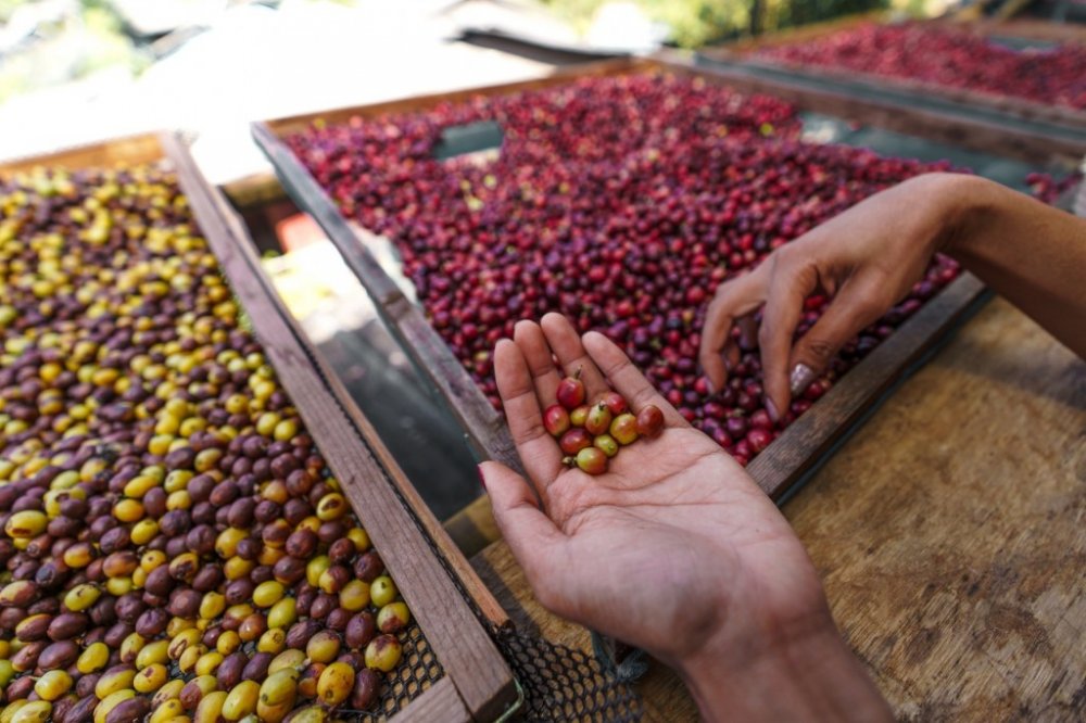 Varieties of Arabica :: Green Plantation