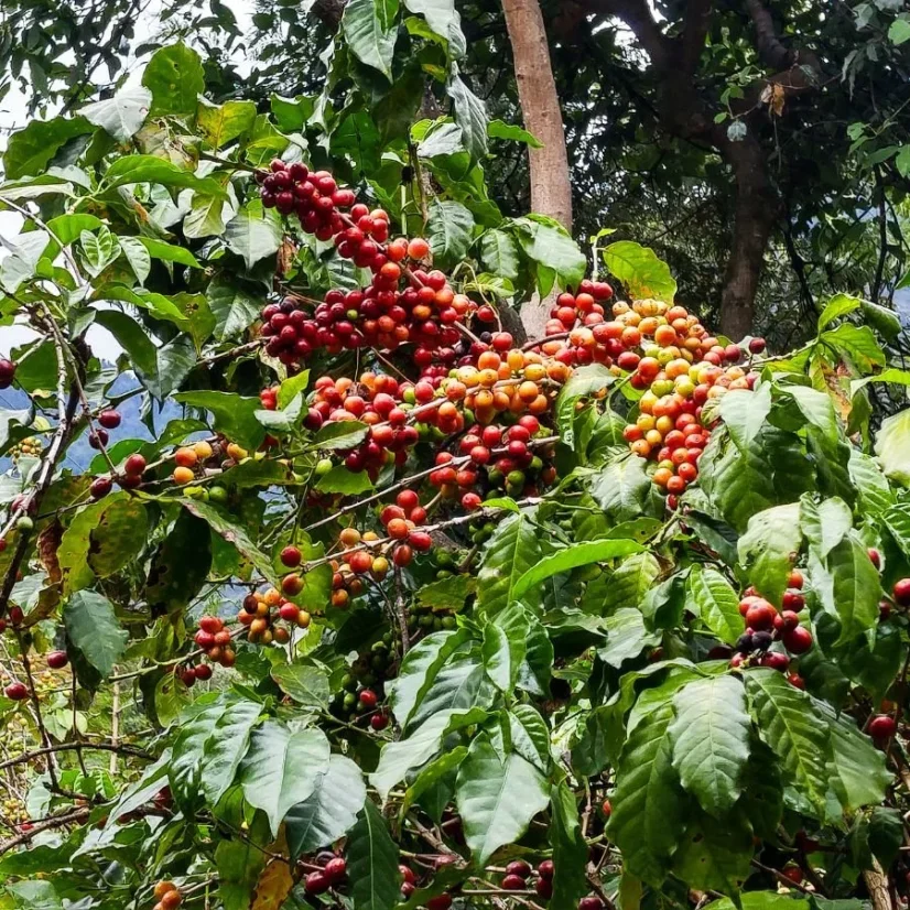 Guatemala Finca El Hato Washed - espresso - Conditionnement: 500 g