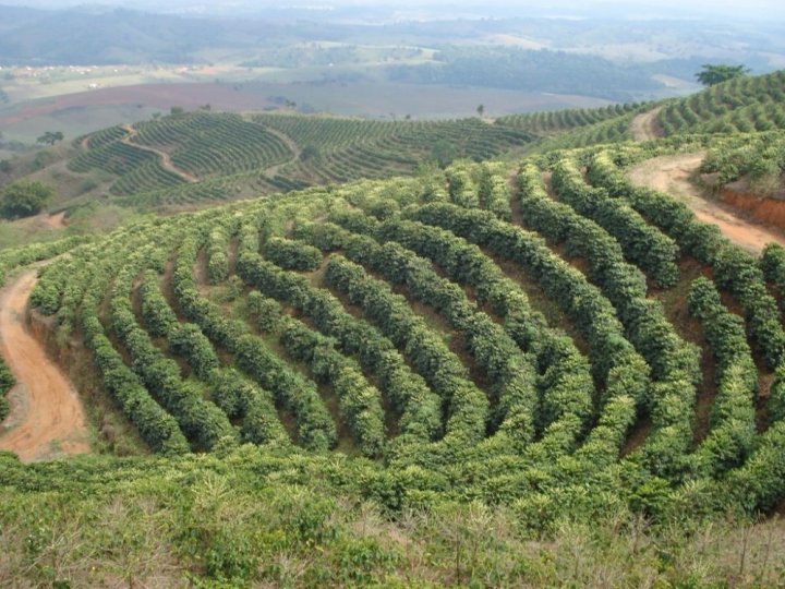 How altitude affects the taste of coffee :: Green Plantation