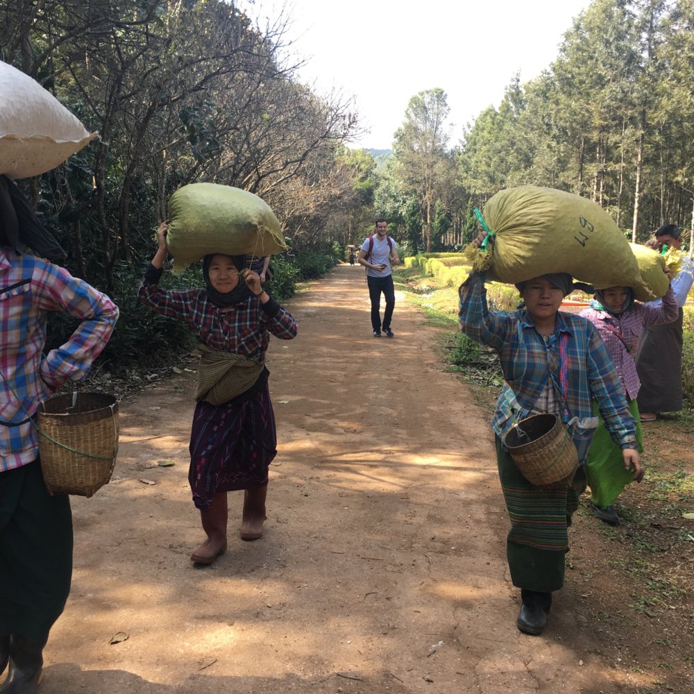 Roasted coffee | Myanmar Shwe Ywa Ngan | Omni roast - Packaging: 250 g