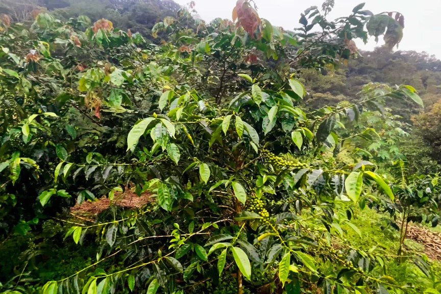 Geisha Coffee | Panama Finca La Cabra Natural | Filter