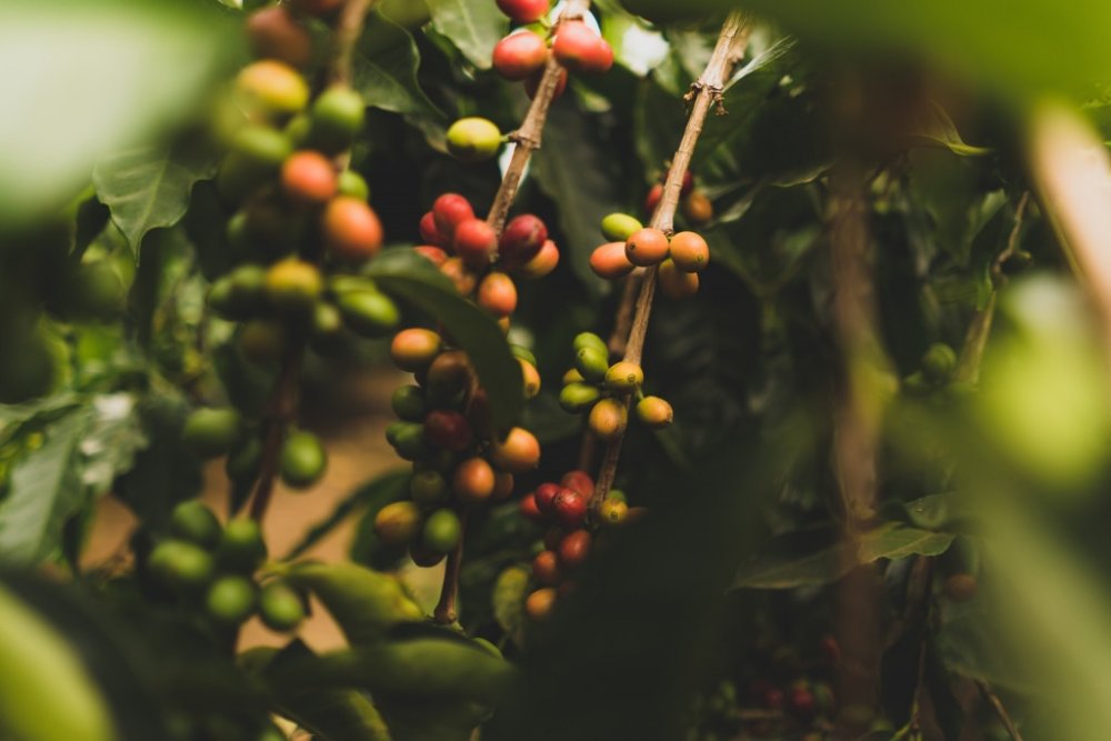 Stenophylla coffee as the coffee future :: Green Plantation